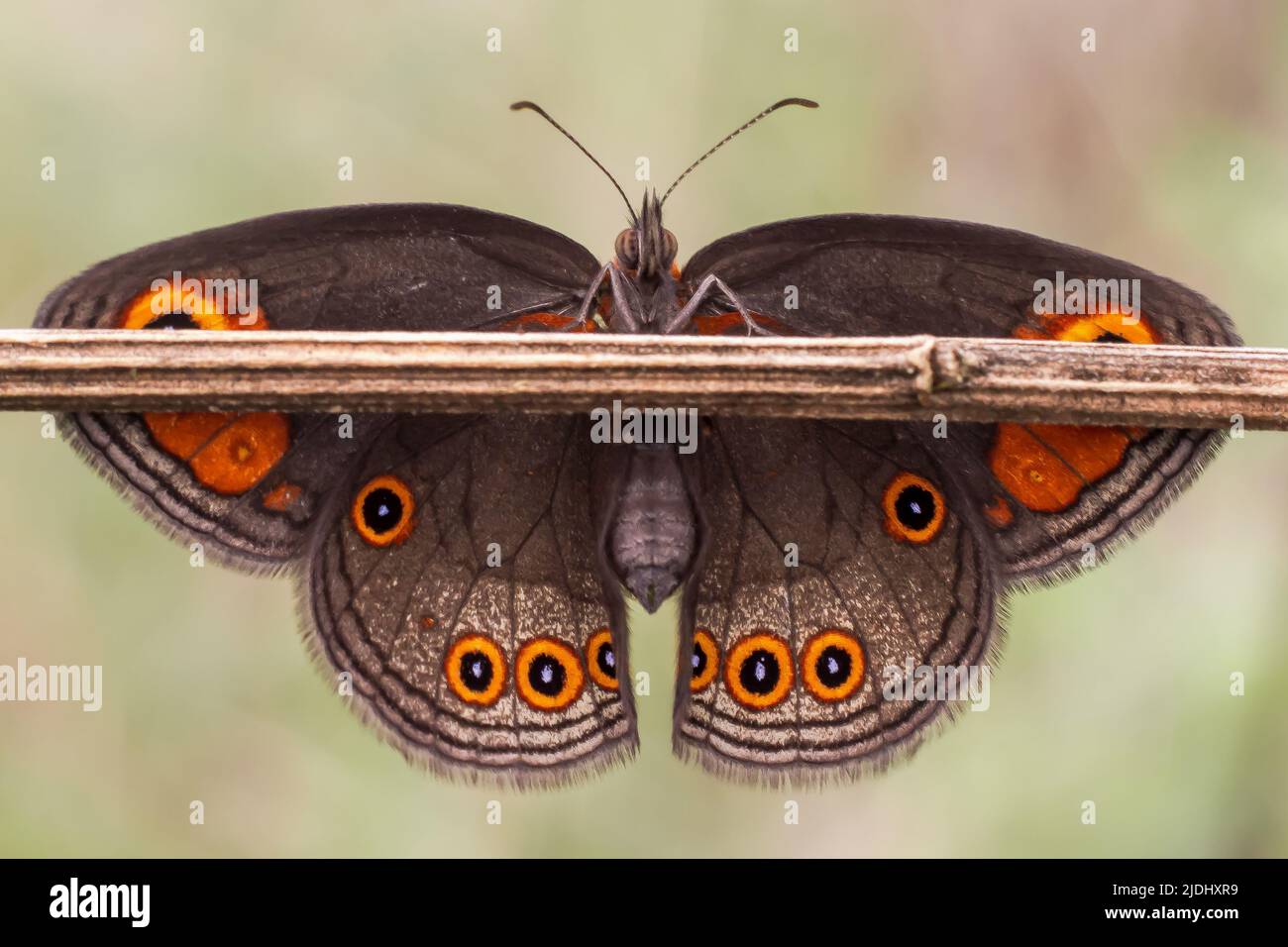 The Sepia Ringlet butterfly, scientific name Neocoenyra dupex ...
