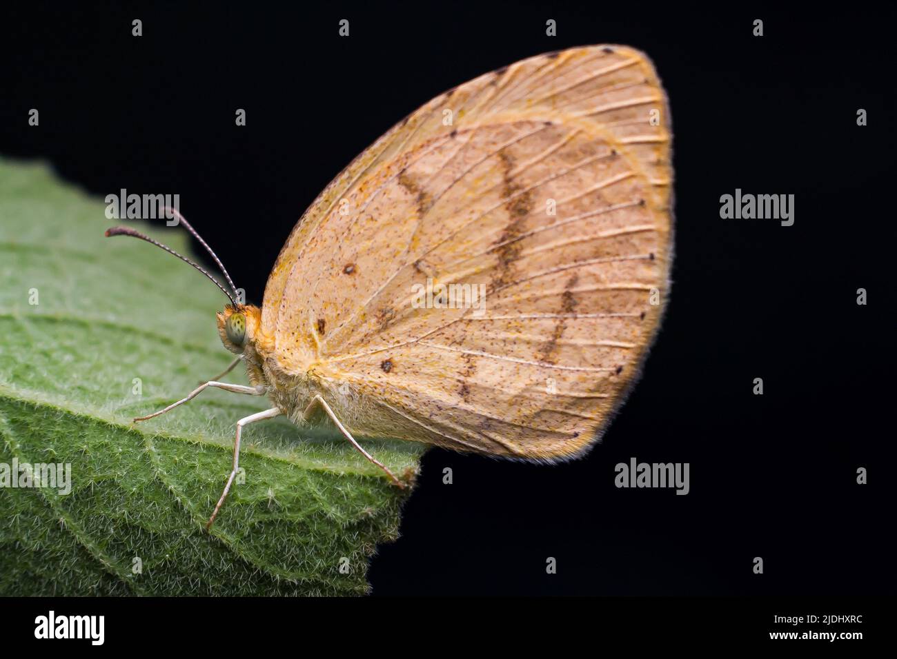 Yellow terias brigitta hi-res stock photography and images - Alamy