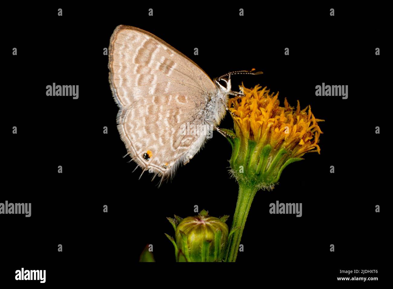 Cilate blue butterfly hi-res stock photography and images - Alamy