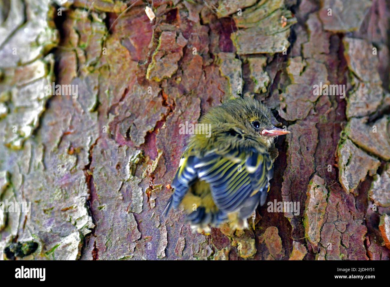 Tree climbing bird uk hi-res stock photography and images - Alamy
