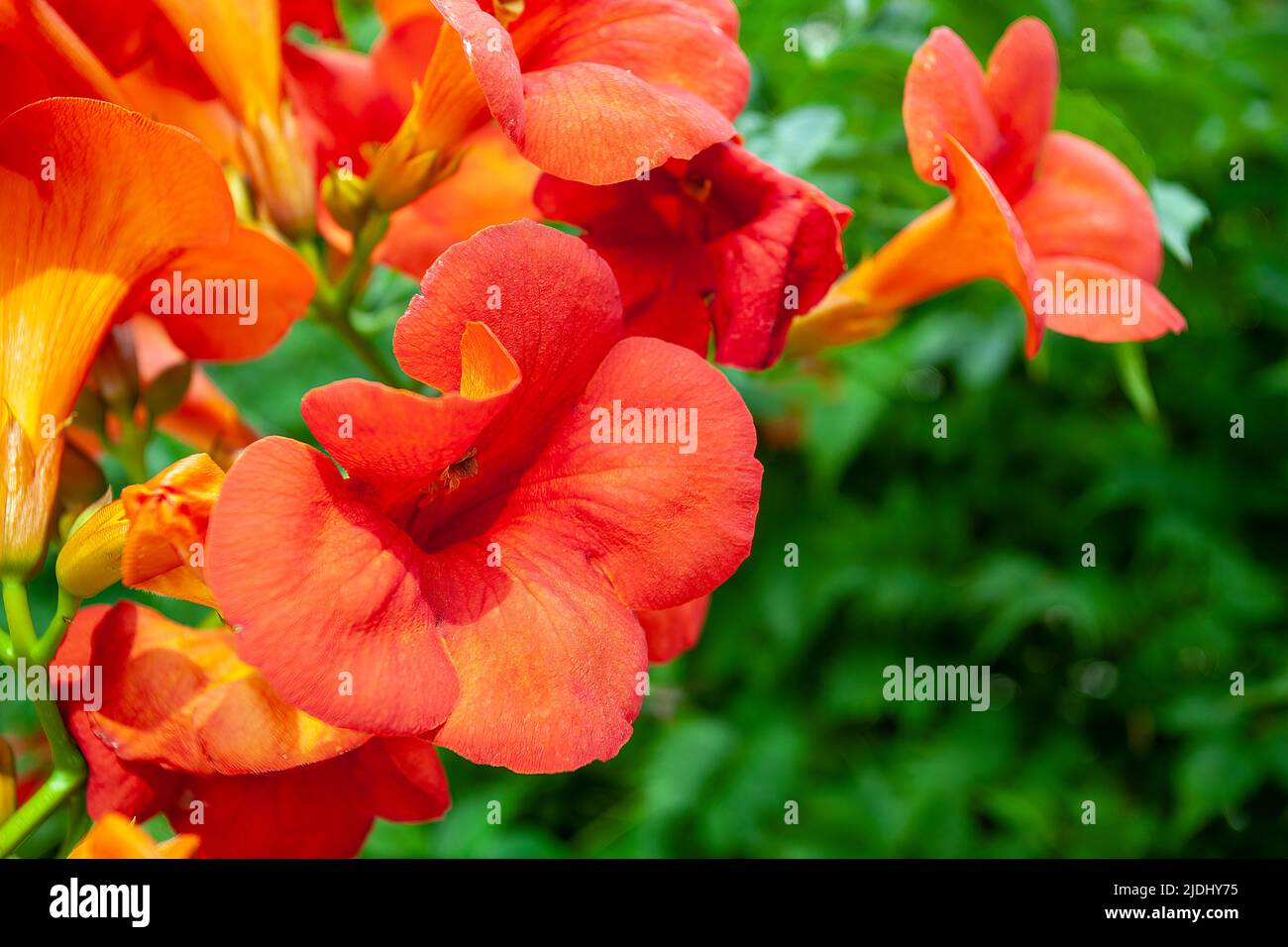 Striking orange trumpet vine Stock Photo - Alamy