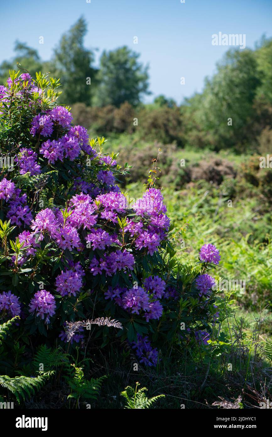 Invasive plant species hi-res stock photography and images - Alamy