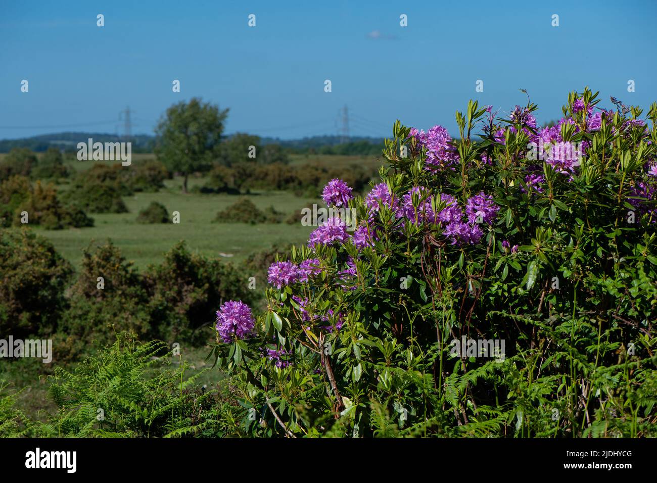Rhododendron ponticum is an established non-native invasive species ...