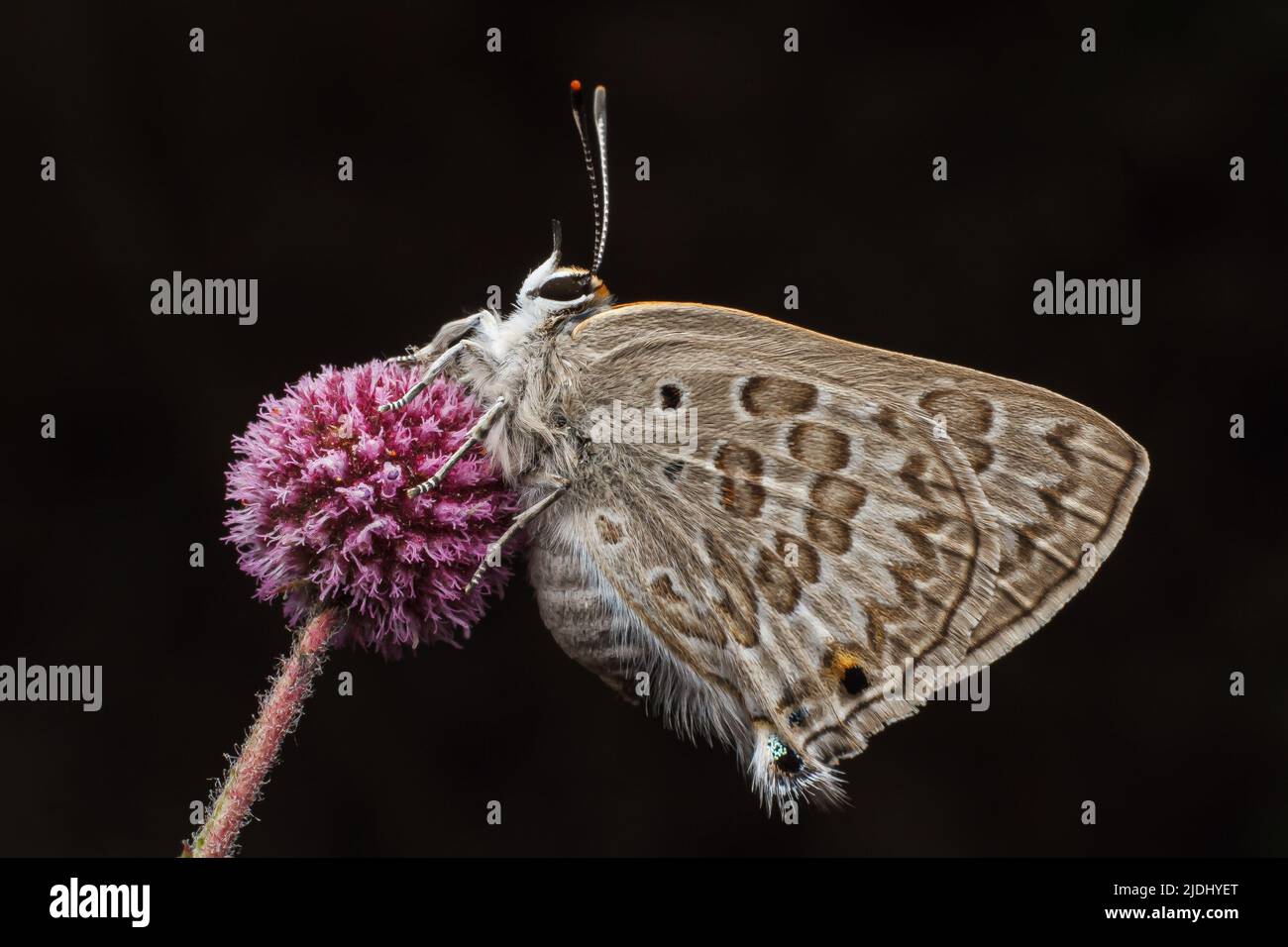 Species of butterflies hi-res stock photography and images - Alamy