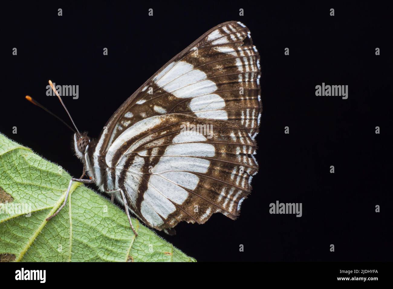 Nairobi, Kenya. 29th June, 2021. The Pennington's Sailer butterfly ...