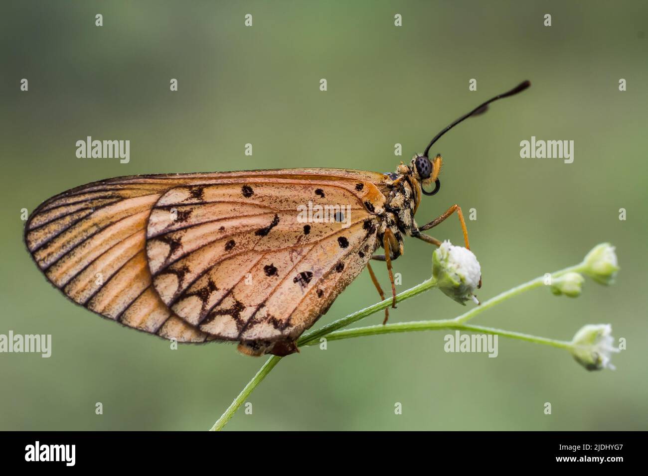 The Dancing Wizard butterfly scientific name Telchinia Serena ...