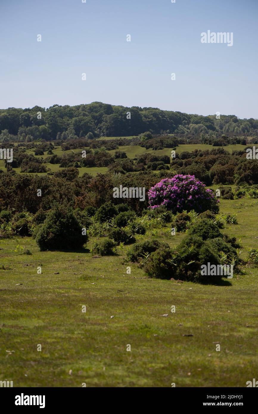 Rhododendron ponticum invasive hi-res stock photography and images - Alamy