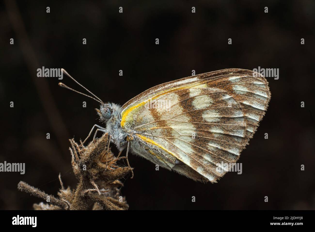 Colotis hi-res stock photography and images - Alamy