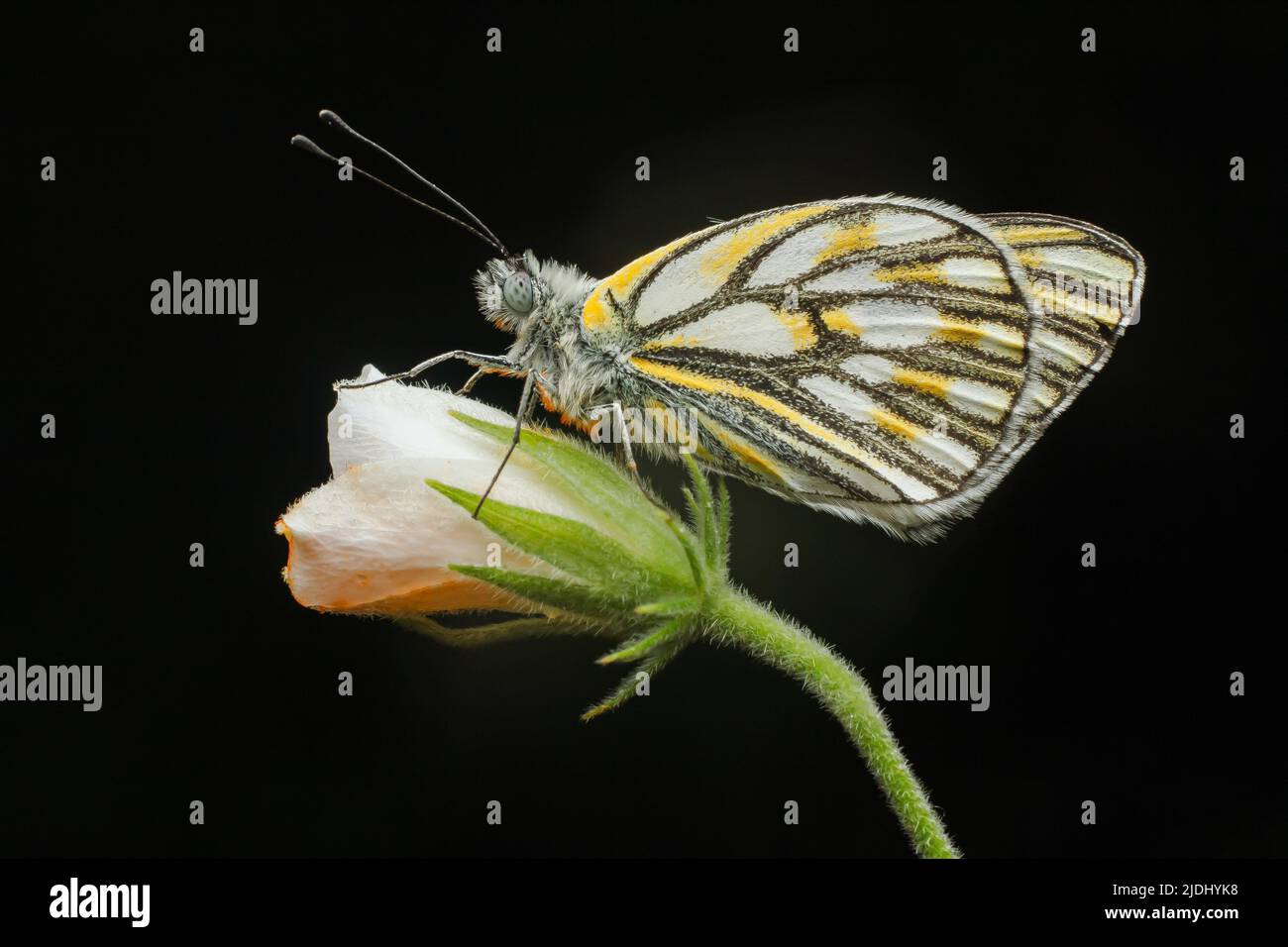 Nairobi, Kenya. 12th May, 2021. The Northern Meadown Dappled White ...