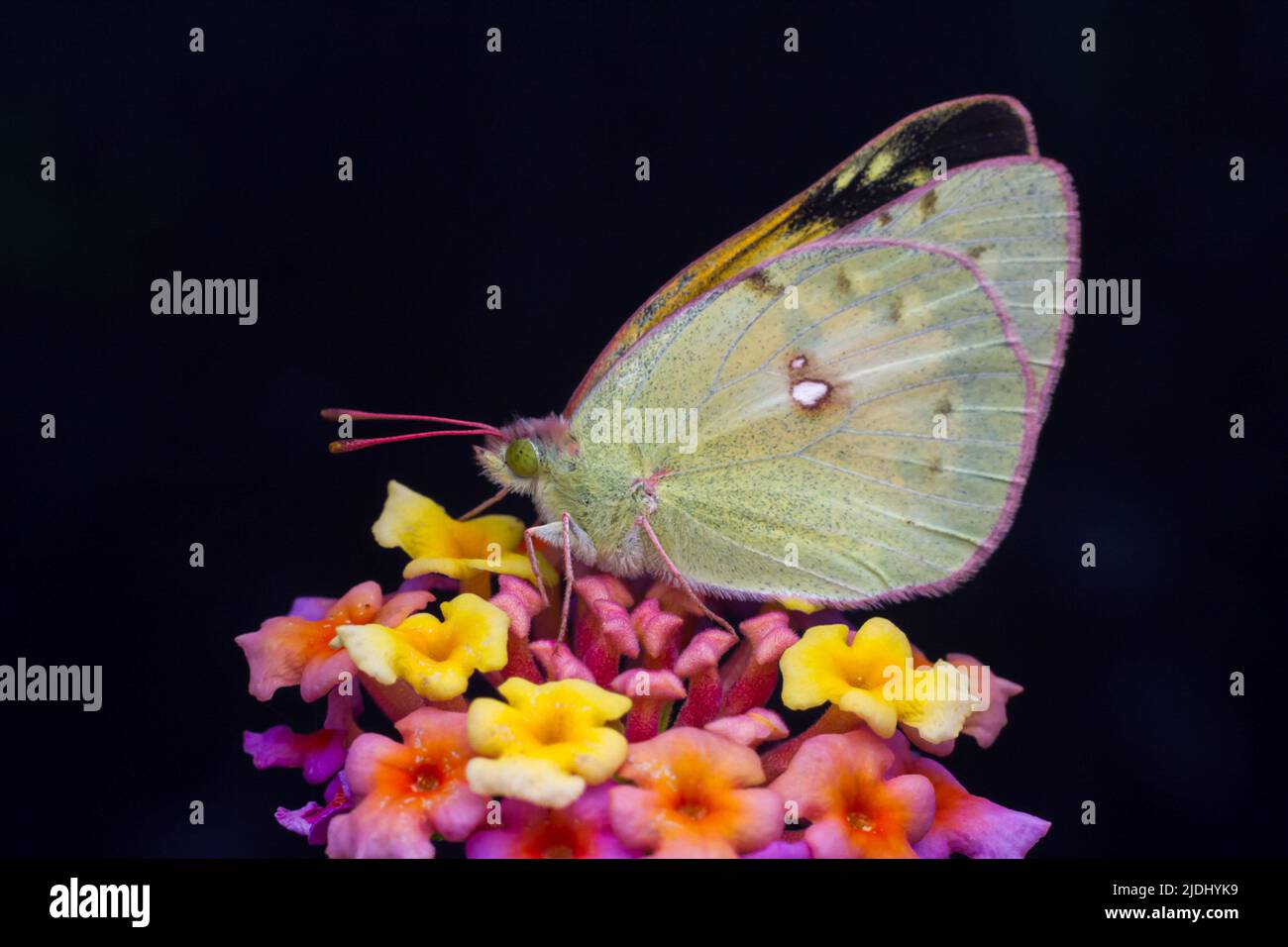African clouded yellow butterfly hi-res stock photography and images ...