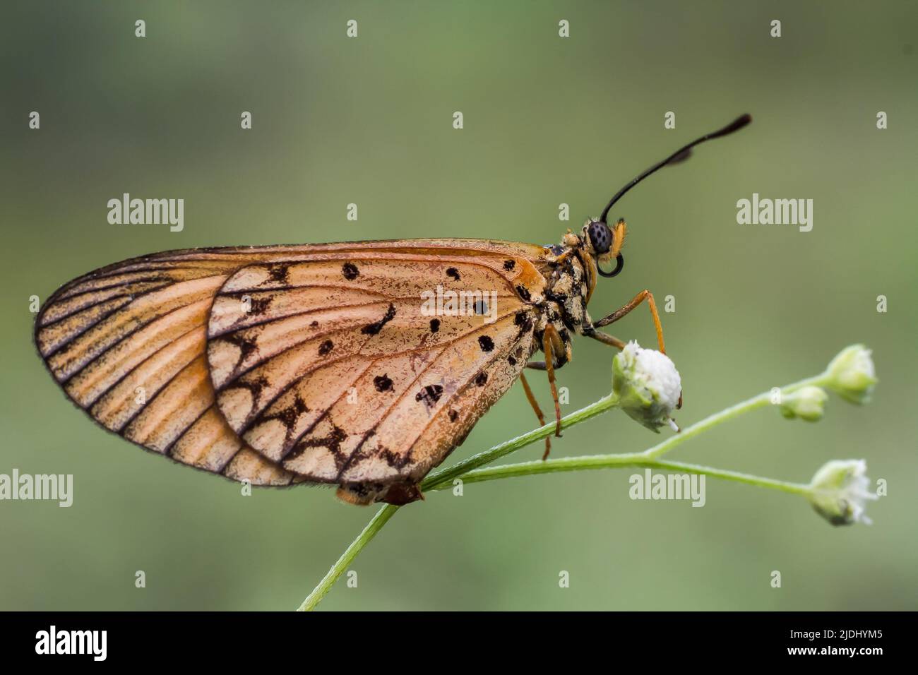 Different butterfly species hi-res stock photography and images - Alamy
