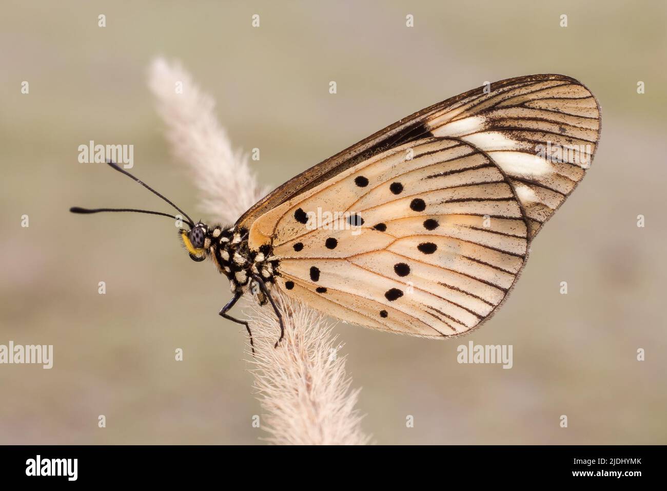 The White-Barred Wizard butterfly, scientific name Telchinia encedon ...