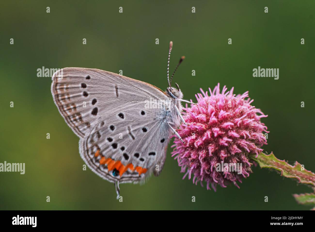 Nairobi, Kenya. 30th June, 2020. The Tailed Meadow Blue butterfly ...