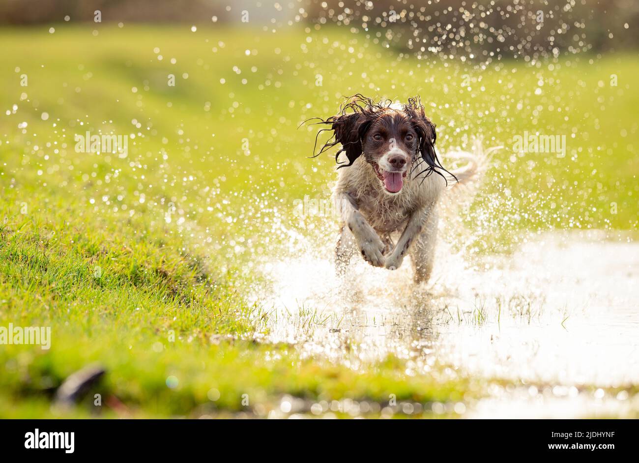 An English springer spaniel isolated against background runs fast ...