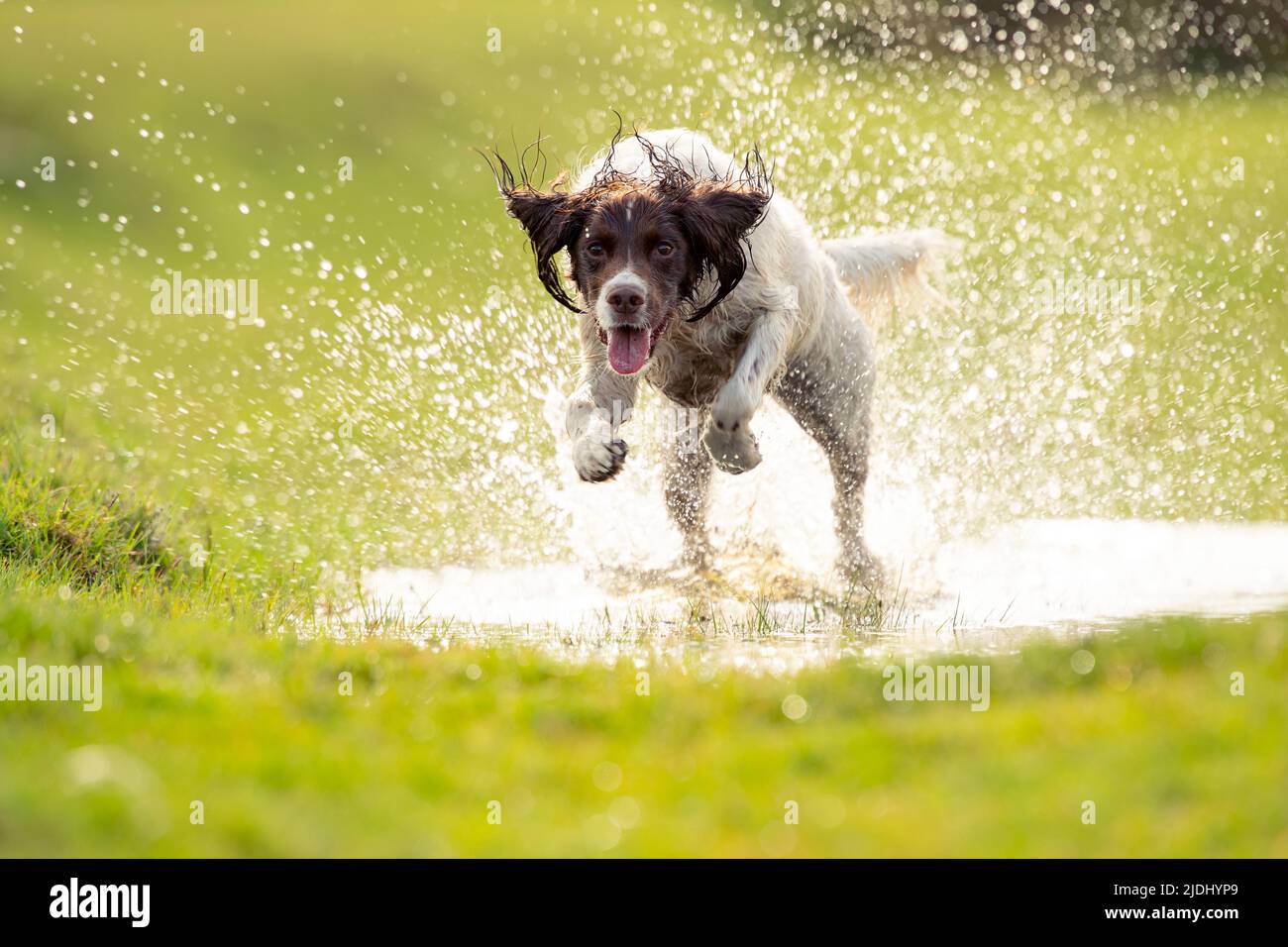 An English springer spaniel isolated against background runs fast ...