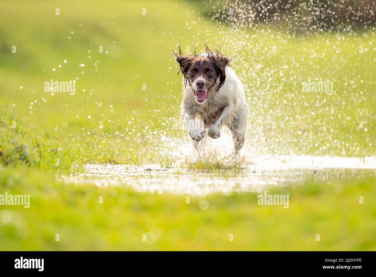 An English springer spaniel isolated against background runs fast ...