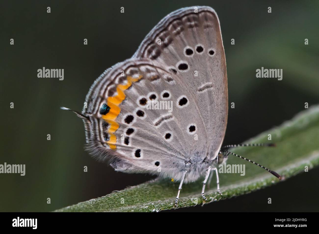 Nairobi, Kenya. 5th July, 2020. The Tailed Medow Blue butterfly ...