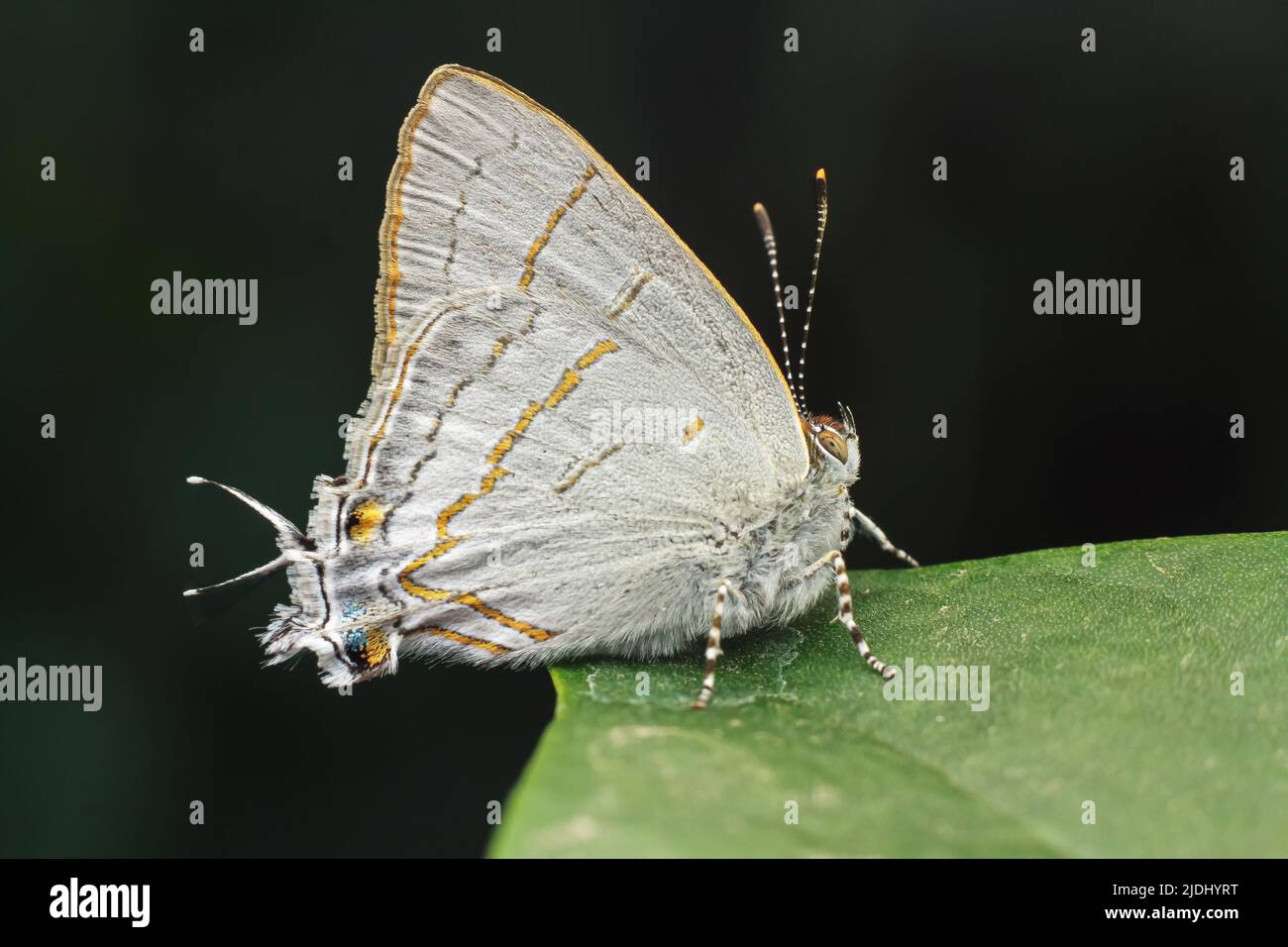 Different butterfly species hi-res stock photography and images - Alamy