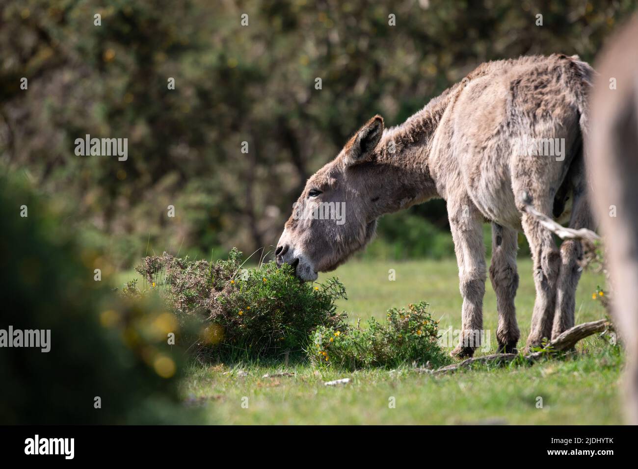 A new forest donkey carefully eating and browsing the spiky common ...
