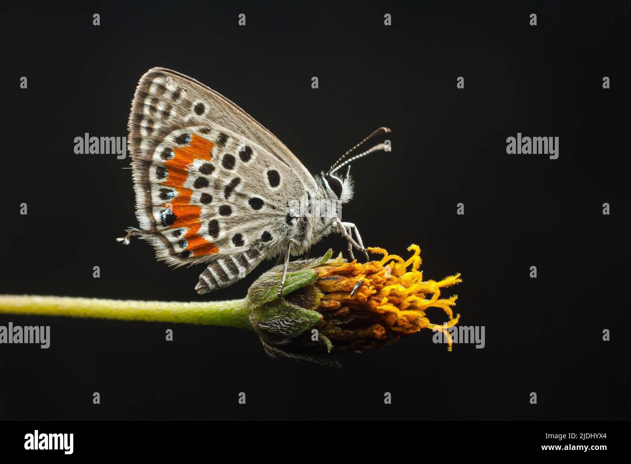 Nairobi, Kenya. 4th Apr, 2021. The Veined Grass Jewel butterfly ...