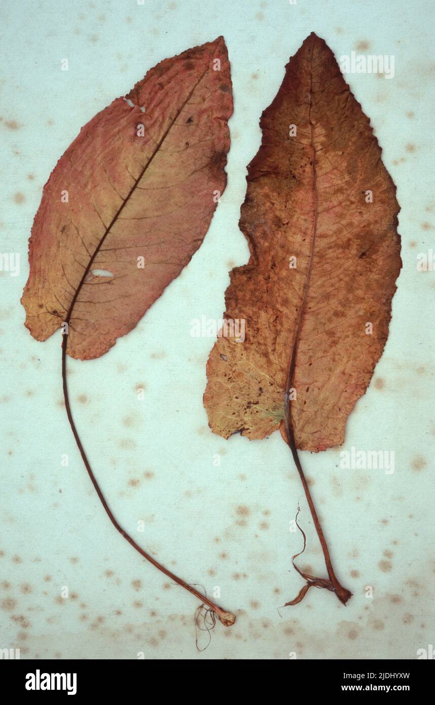 Two brown red leaves of Broad-leaved dock or Rumex obtusifolius lying ...