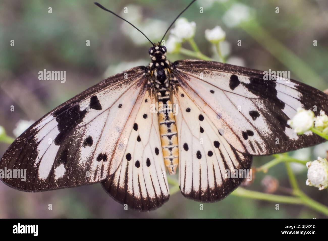 Different butterfly species hi-res stock photography and images - Alamy