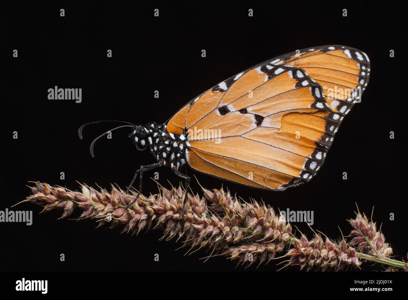 Nairobi, Kenya. 25th July, 2021. The Plain Tiget butterfly, scientific ...