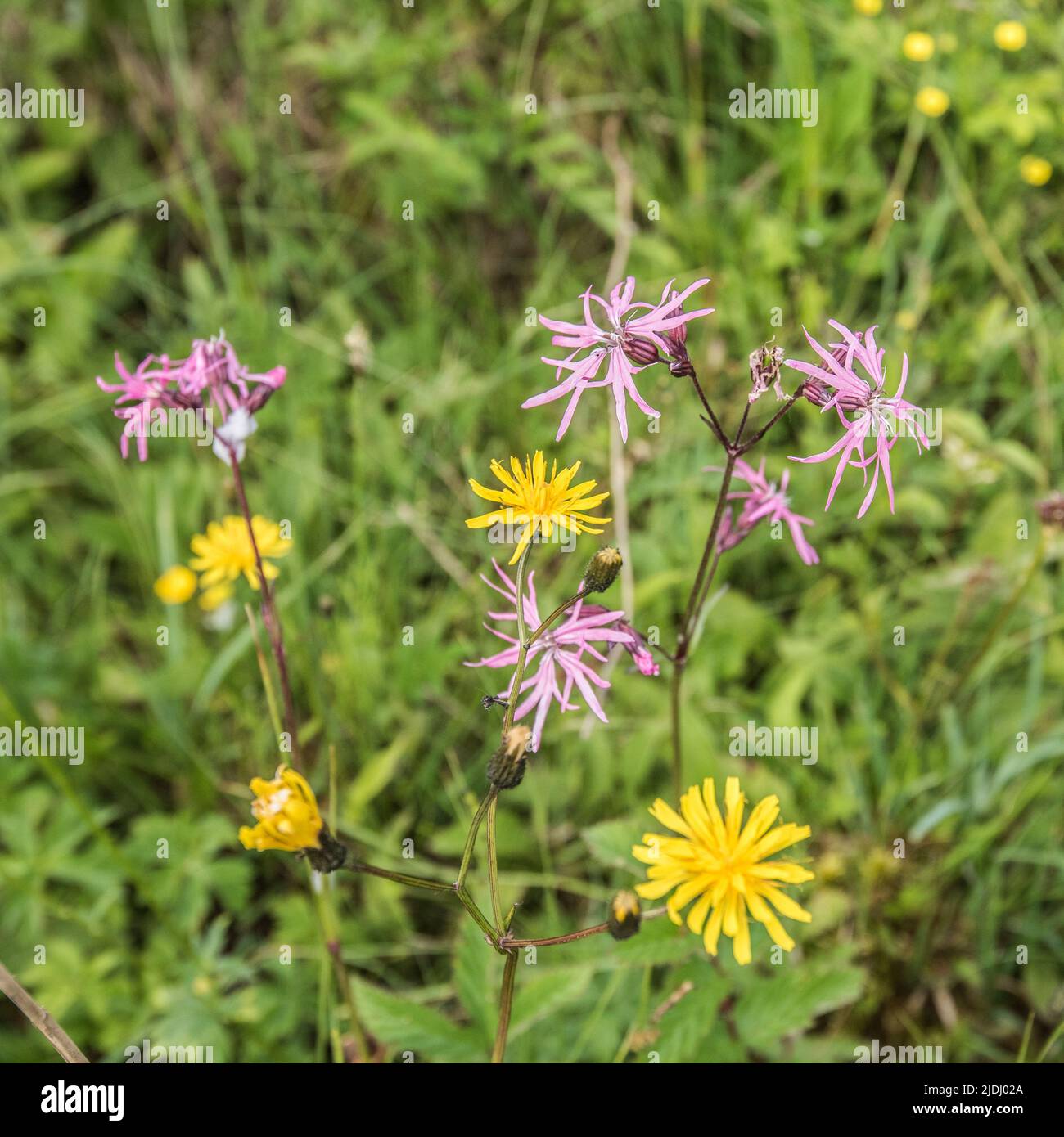 The pink, frayed flowers of Ragged-robin,also known as Lychnis flos ...