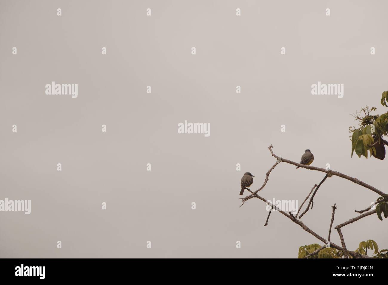 minimalist nature little perching birds Stock Photo - Alamy