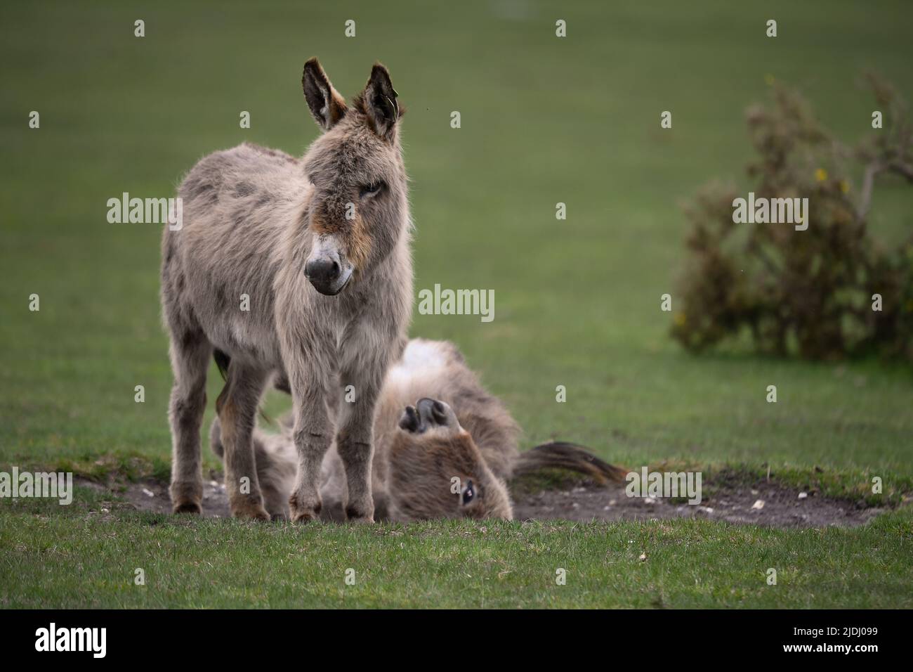 Donkey rolling in dust hi-res stock photography and images - Alamy