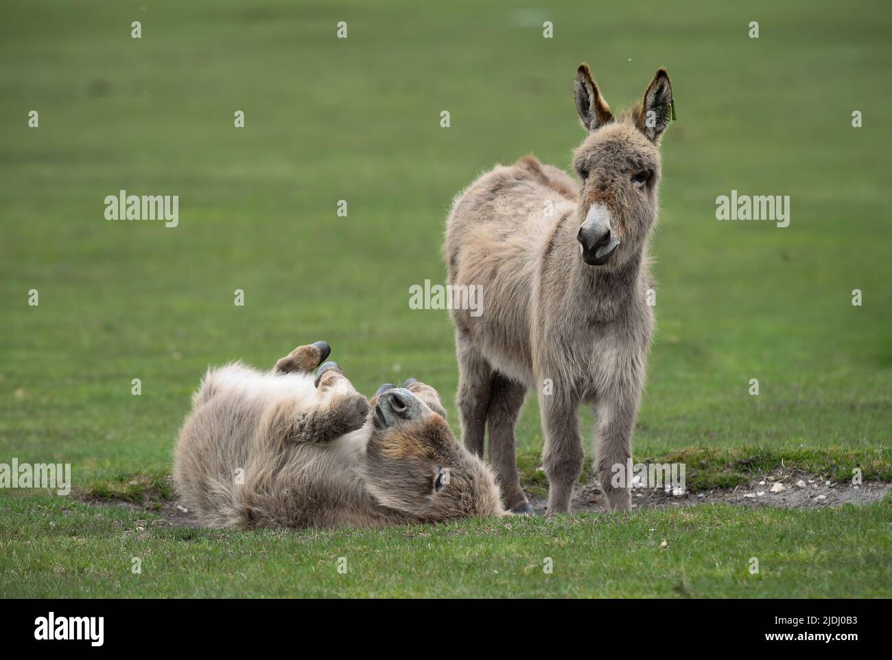 Two New Forest donkeys with one rolling on back in a dust bowl in a ...
