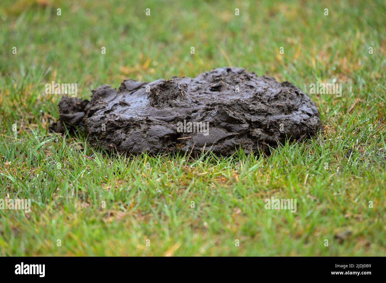 Single cow pat hi-res stock photography and images - Alamy