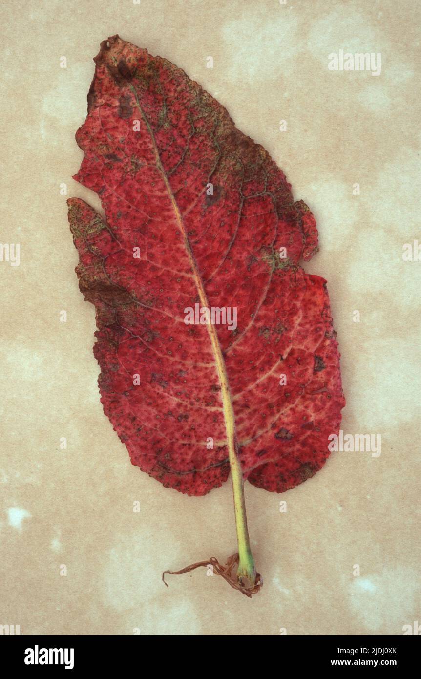 Back of single red leaf turning brown of Broad-leaved dock or Rumex ...