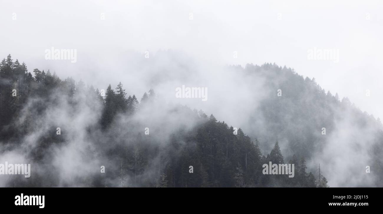 Green Evergreen Trees in a forest on top of a mountain covered in ...