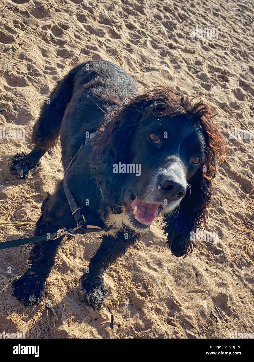 Happy english cocker spaniel hi-res stock photography and images - Alamy
