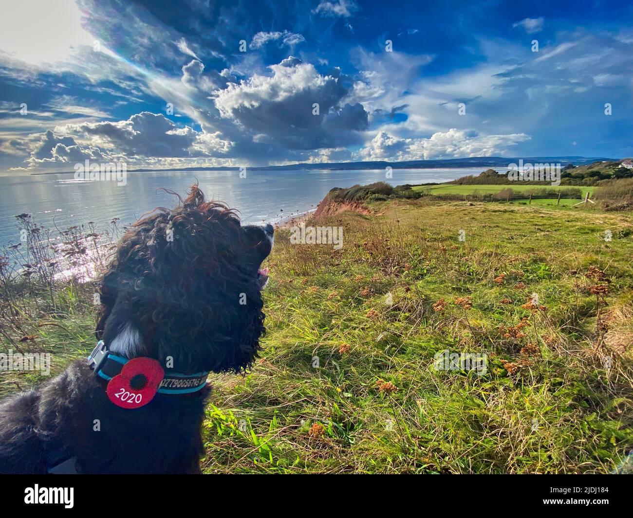 Happy english cocker spaniel hi-res stock photography and images - Alamy