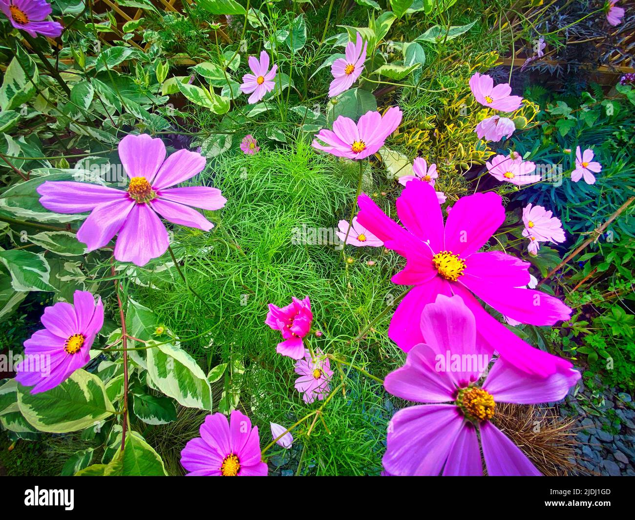 Plants and Flowers Stock Photo - Alamy