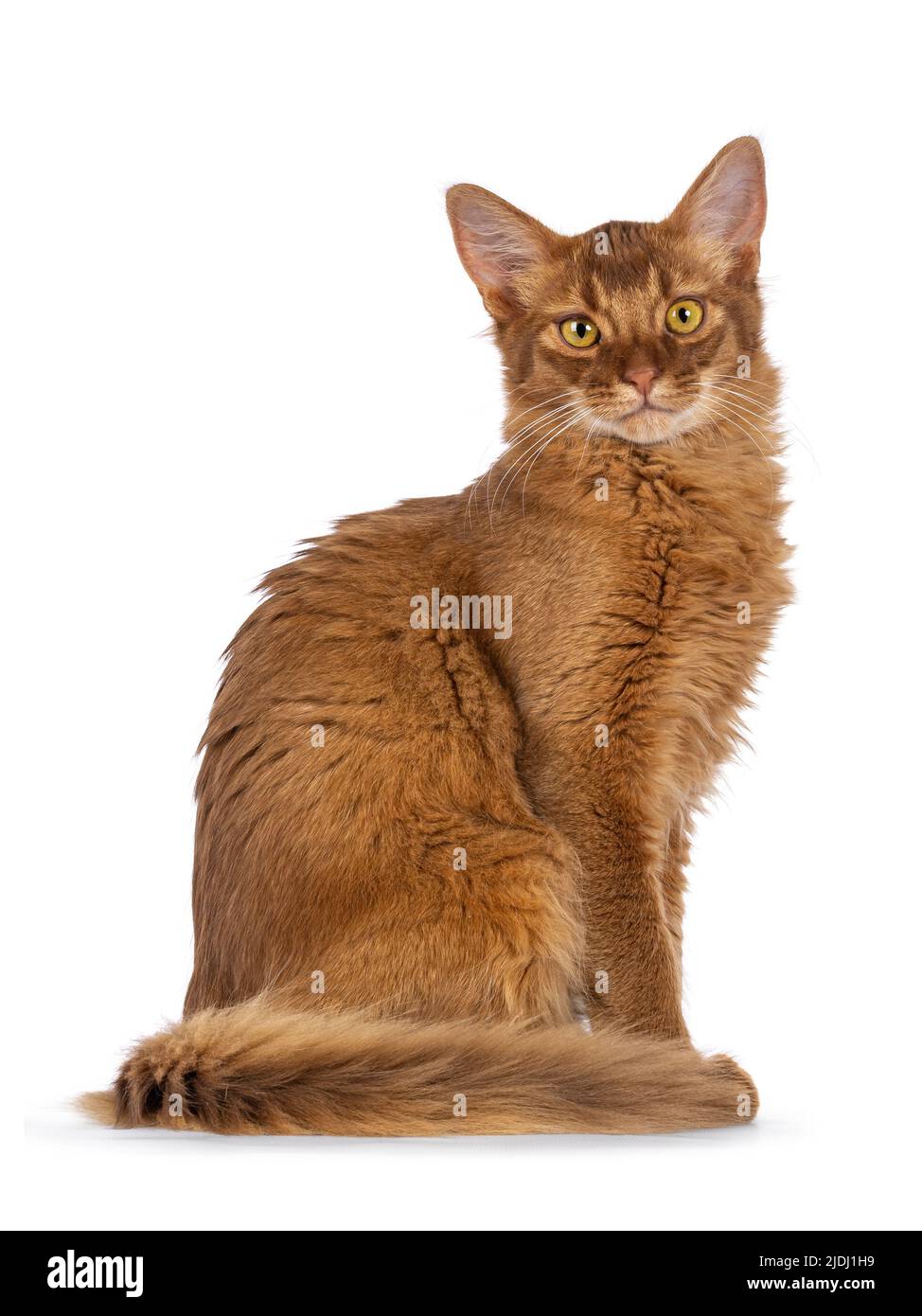 Handsome elegant young sorrel Somali cat kitten, sitting side ways ...