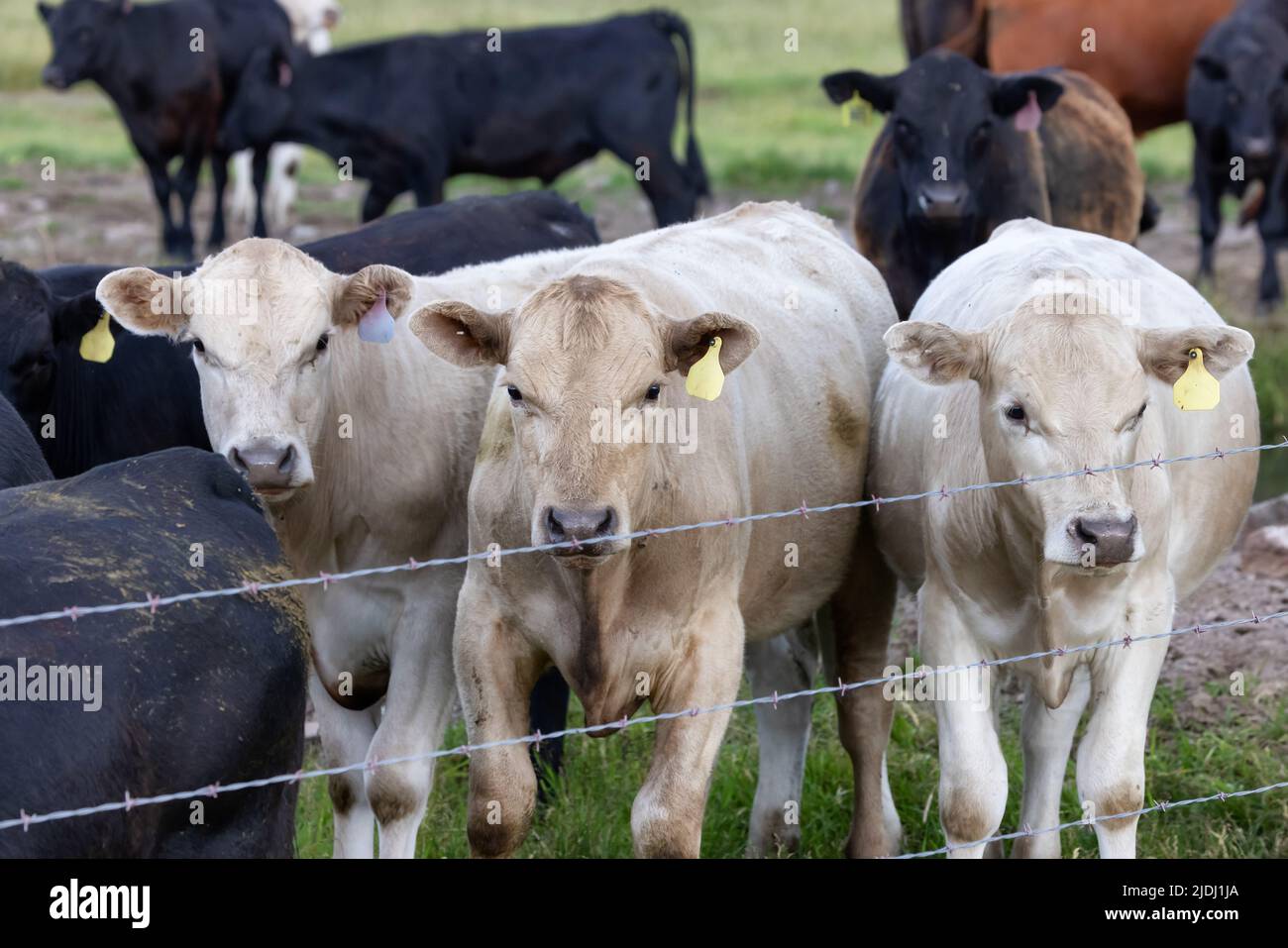 California dairy cow and calf hi-res stock photography and images - Alamy