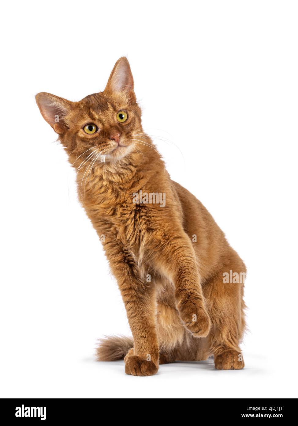 Handsome young sorrel Somali cat kitten, sitting up facing front ...
