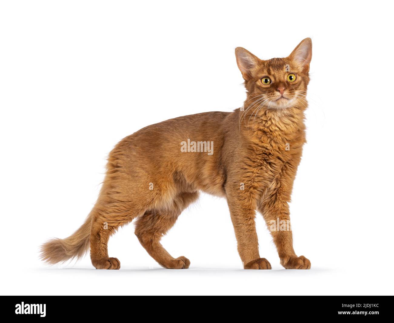 Handsome young sorrel Somali cat kitten, standing side ways. Looking ...