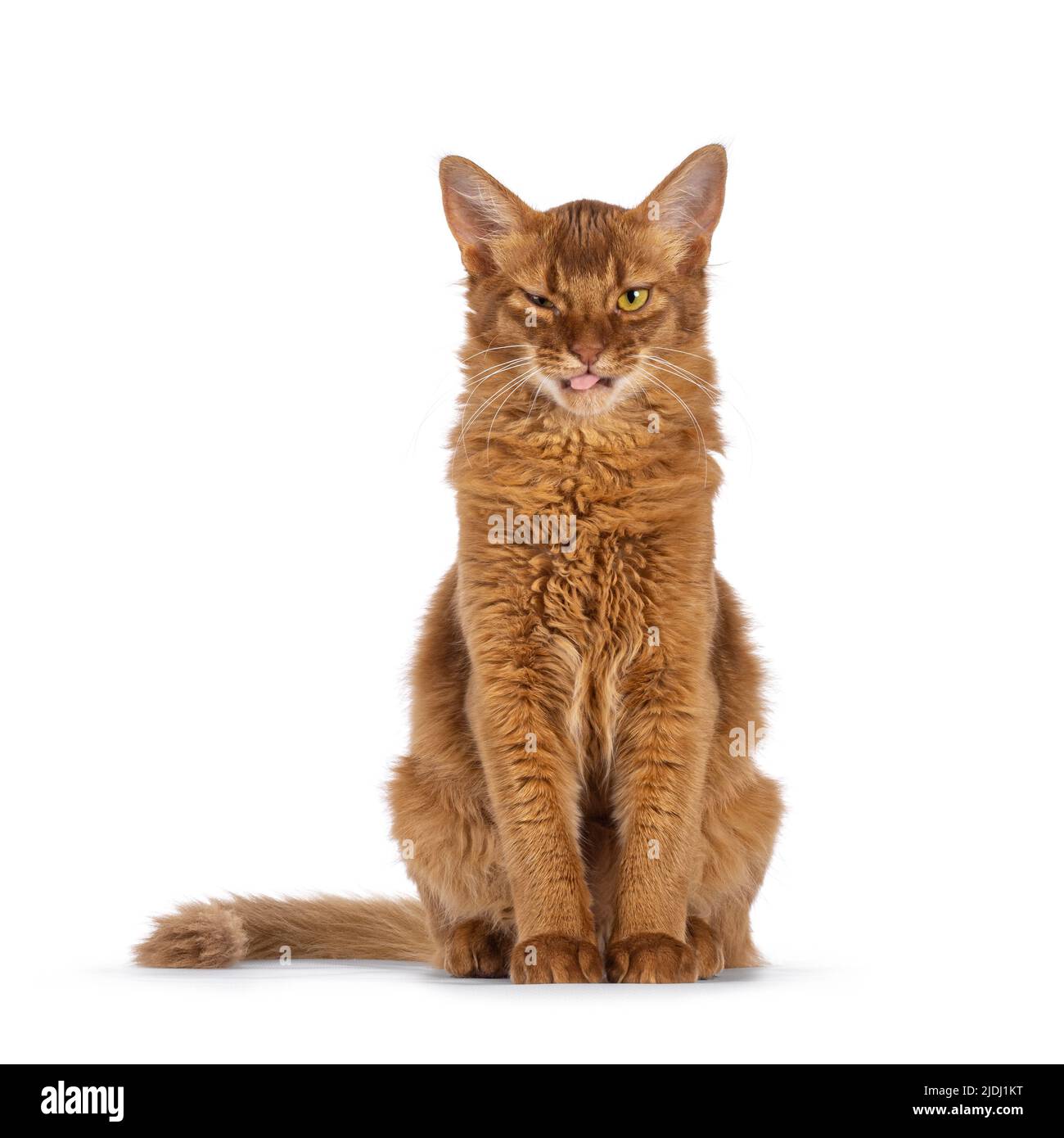 Sorrel somali hi-res stock photography and images - Alamy
