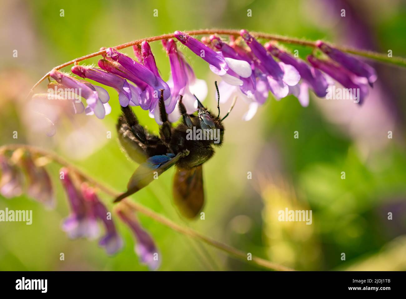 Polination hi-res stock photography and images - Alamy
