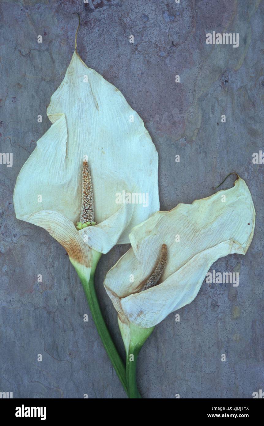 Two dried flowerheads of Arum or Calla lily or Zantedeschia aethiopica ...