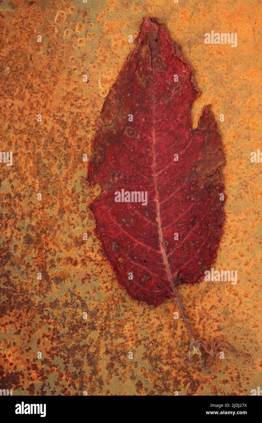 Dried red leaf of Broad-leaved dock or Rumex obtusifolius lying on ...
