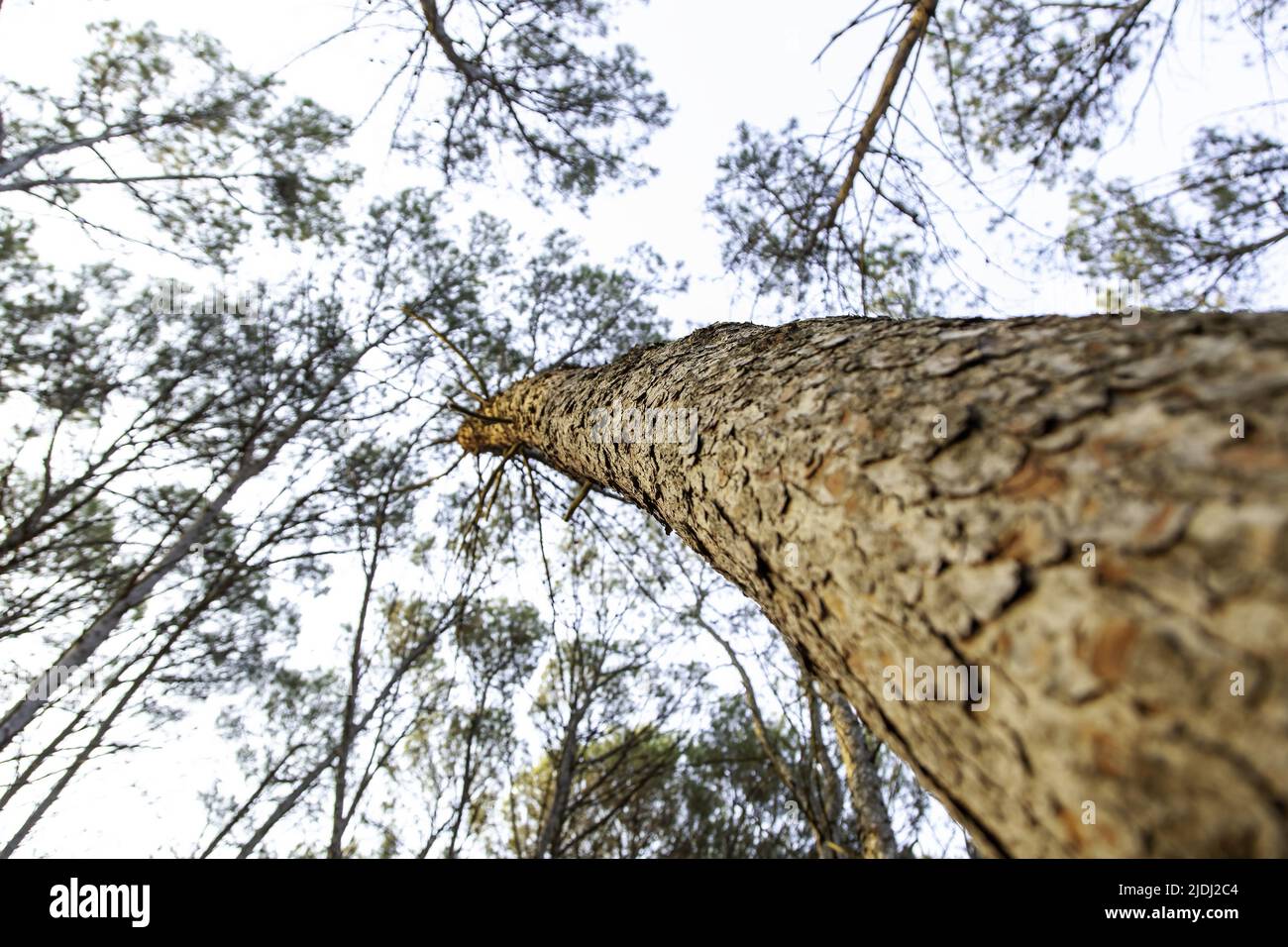 Perspective detail of a tree trunk in a forest in nature Stock Photo ...