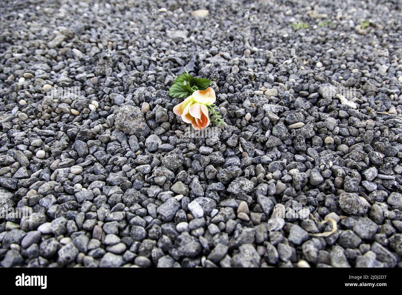 Colorful flower detail on an asphalt road Stock Photo - Alamy