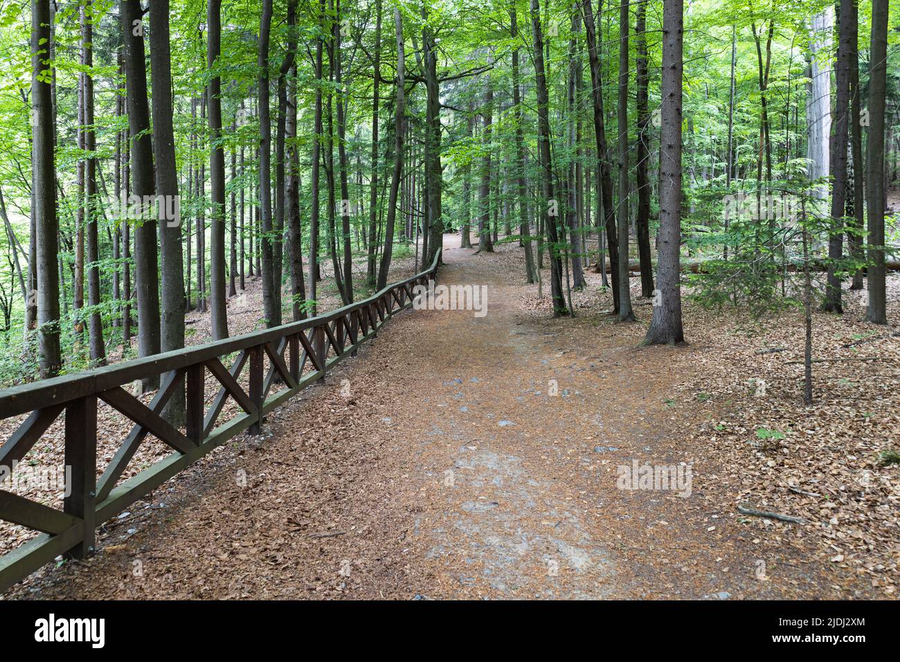 Path in the forest near Punkva caves in the Moravian Karst, Czech ...