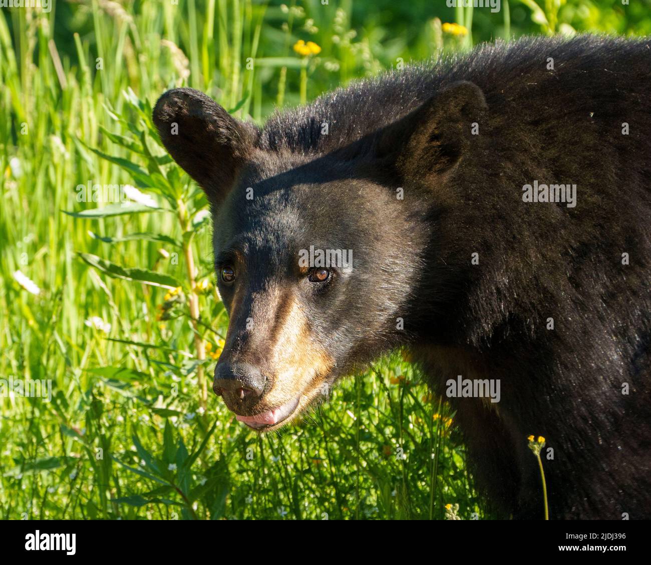 Black bear head close-up in the field looking at the camera, displaying ...