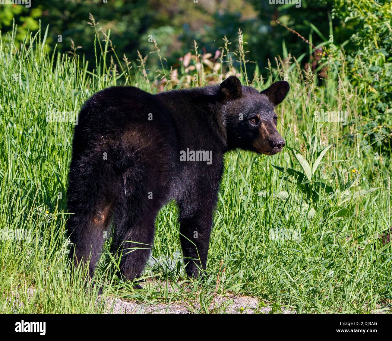 Black bear close-up rear view in the field looking at the camera ...
